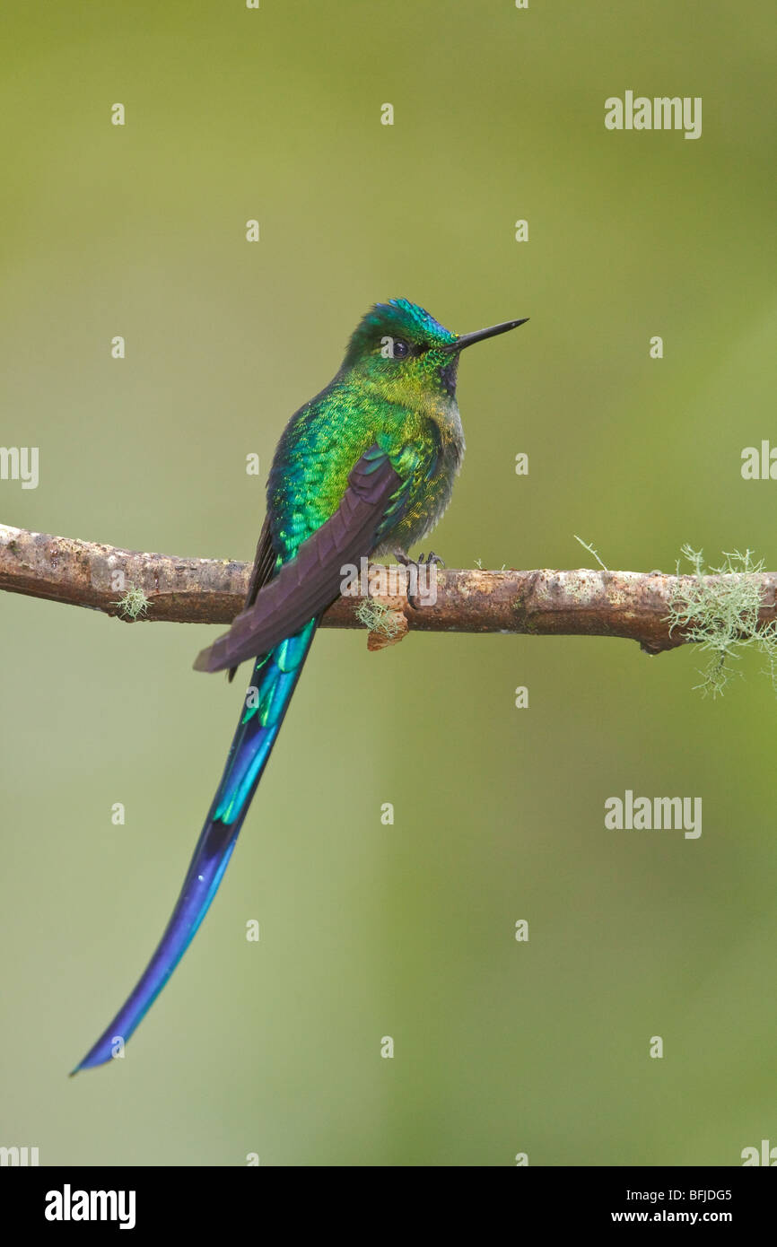 Male long tailed sylph hummingbird ecuador hi-res stock photography and ...
