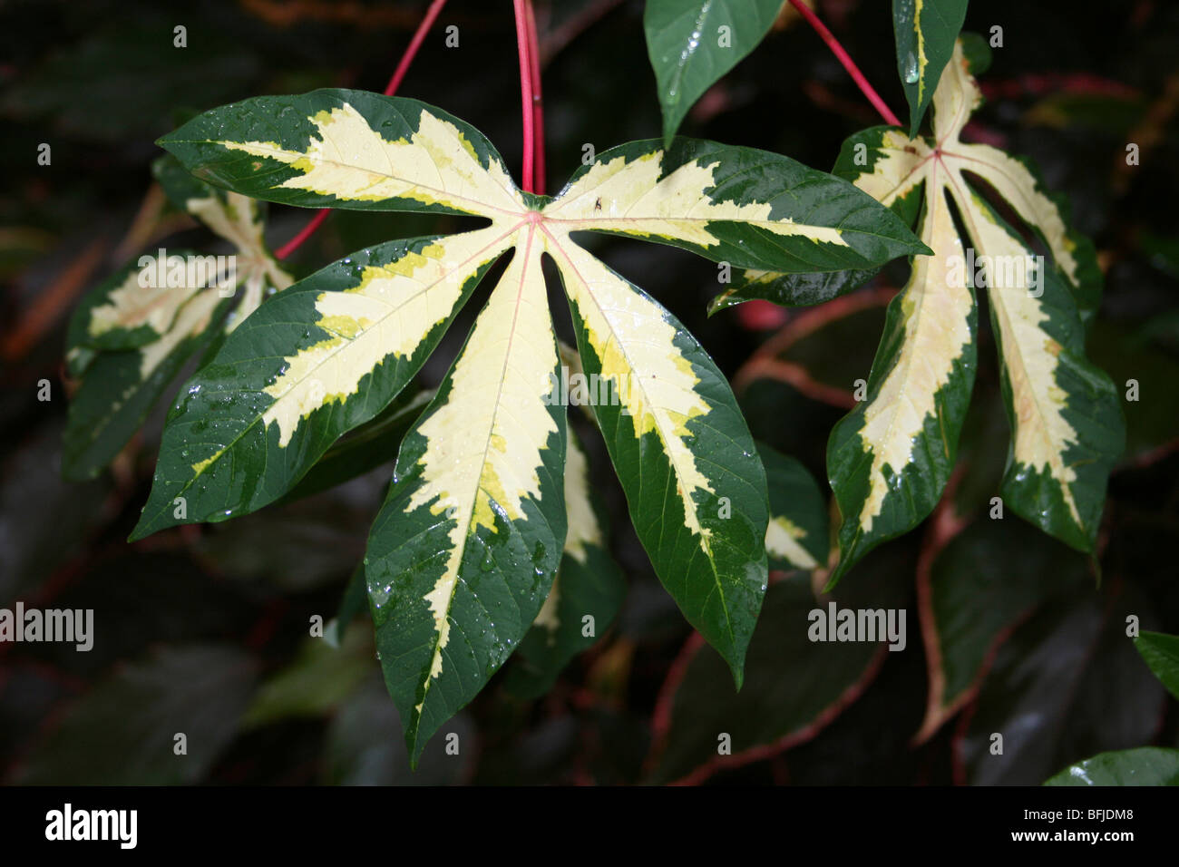Tapioca plants cassava leaves hi-res stock photography and images - Alamy