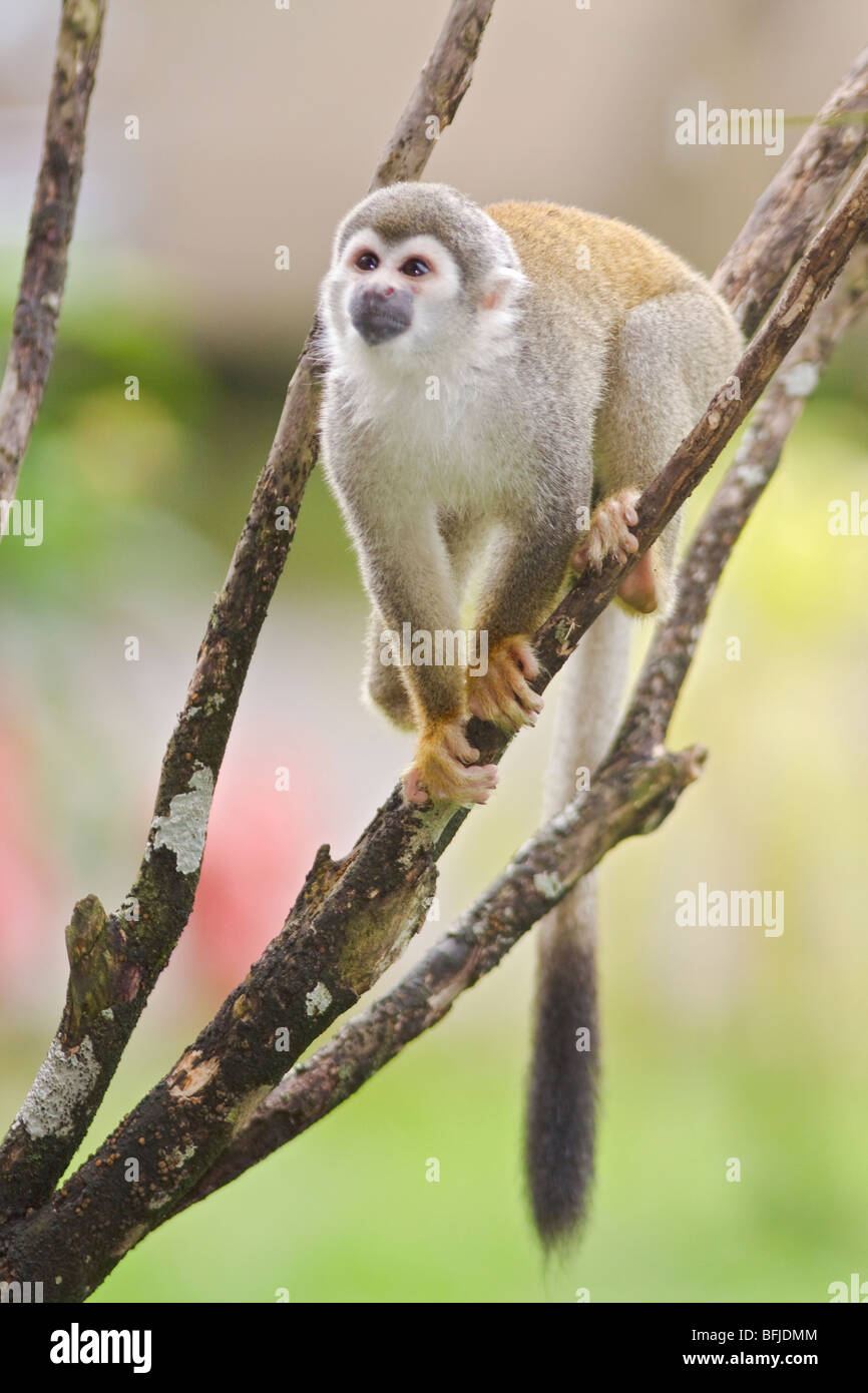 A Monkey perched in a tree in Amazonian Ecuador Stock Photo - Alamy