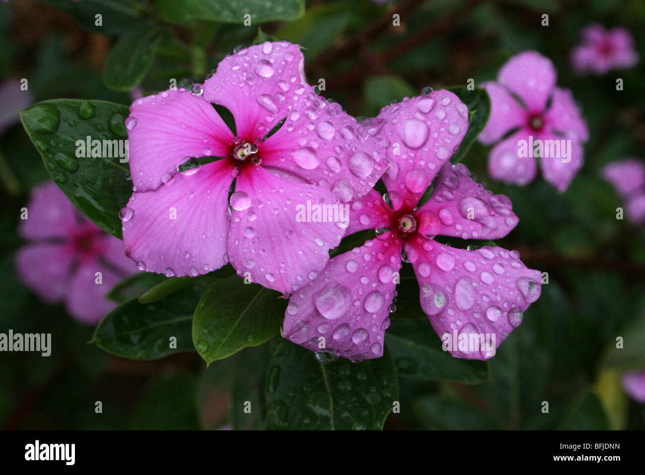 Madagascar Periwinkle Catharanthus roseus Taken In Karatu, Tanzania ...