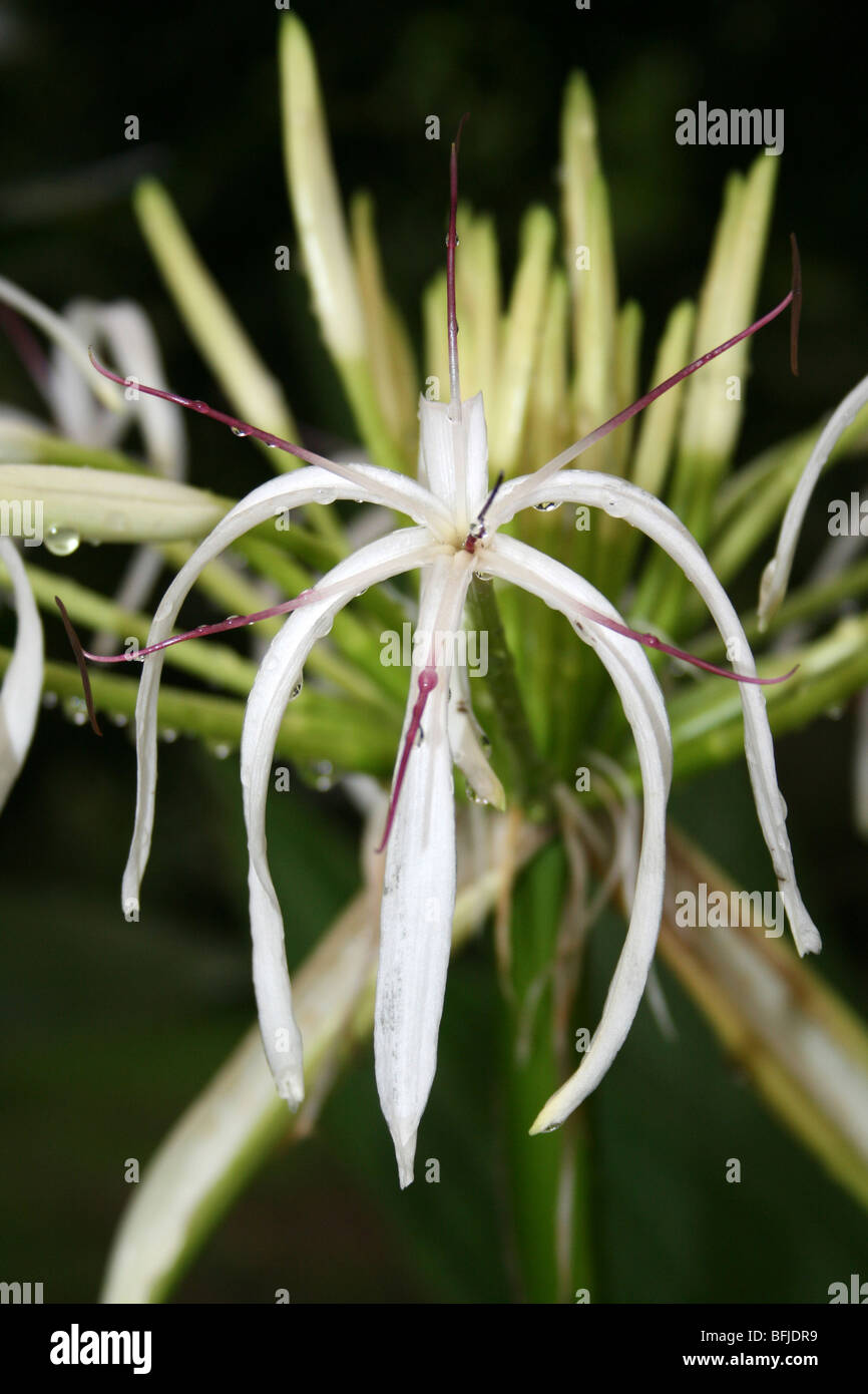 Swamp lily hi-res stock photography and images - Alamy