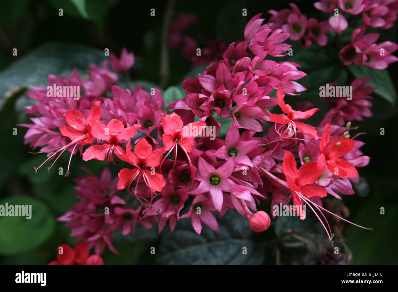 Java Glory Vine Clerodendrum x speciosum Taken in Arusha, Tanzania ...