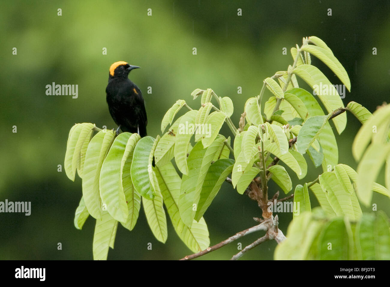 Icterus chrysocephalus hi-res stock photography and images - Alamy