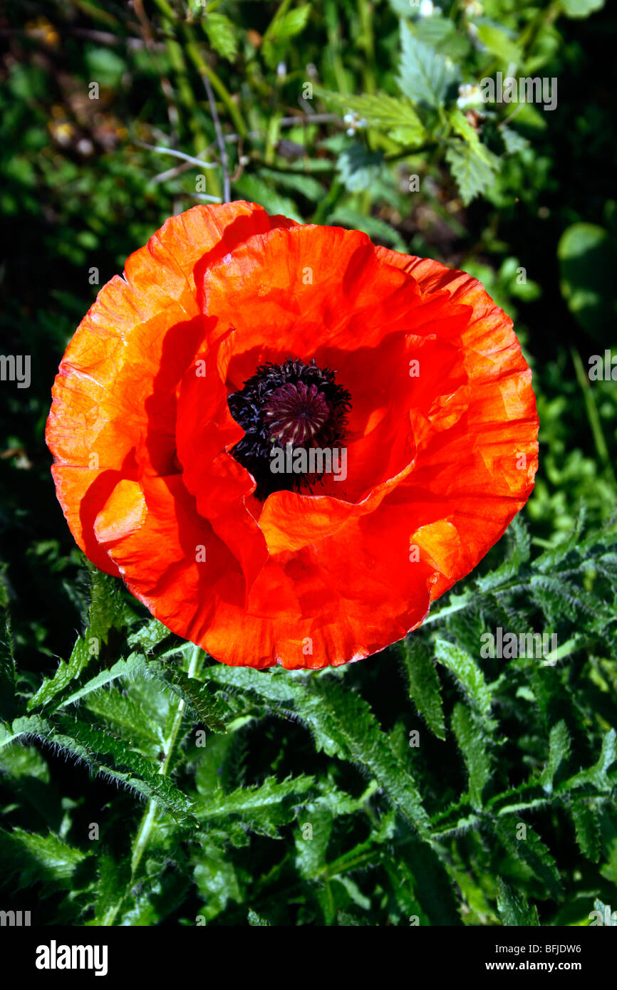 PAPAVER ORIENTALE ALLEGRO. ORIENTAL POPPY Stock Photo - Alamy