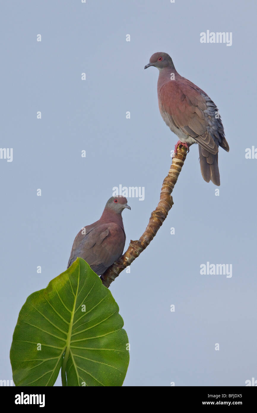 Pale vented pigeon columba cayennensis hi-res stock photography and ...