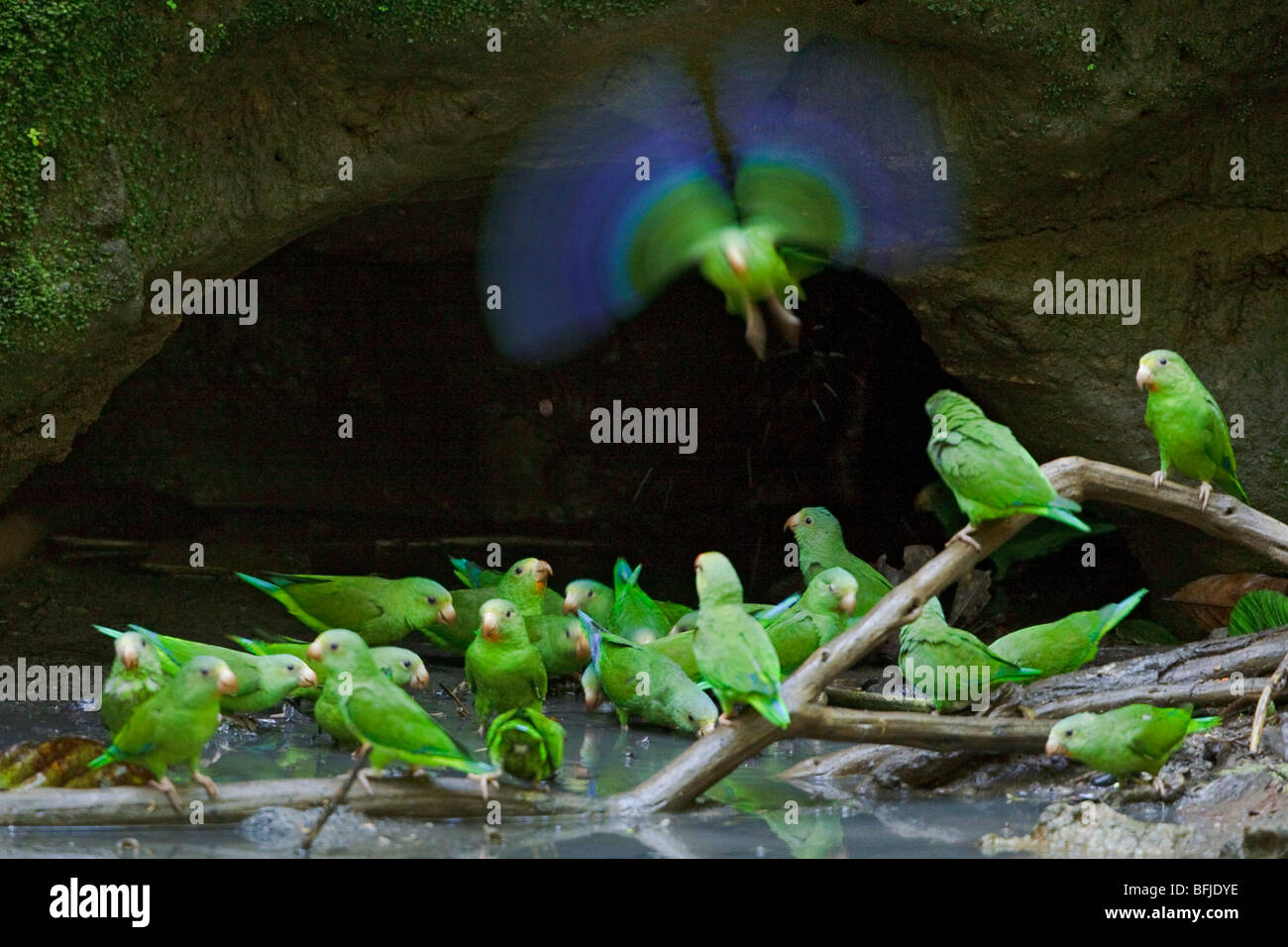 Cobalt-winged Parakeet (Brotogeris cyanoptera) perched near a clay lick ...