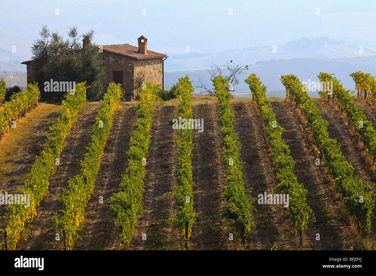 Rows of grape vines hi-res stock photography and images - Alamy