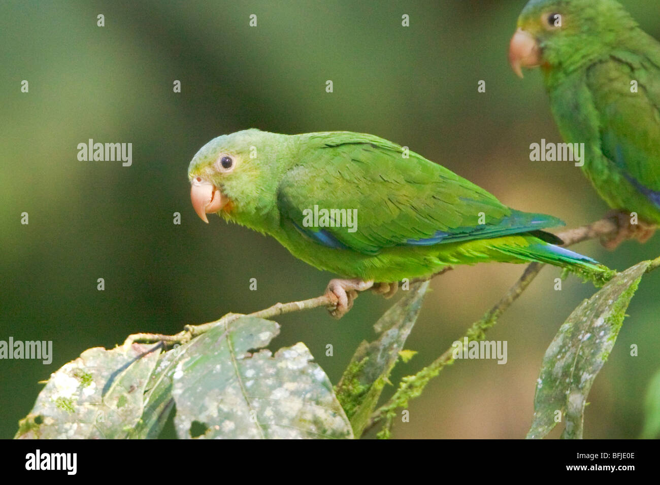 Cobalt winged parakeet hi-res stock photography and images - Alamy