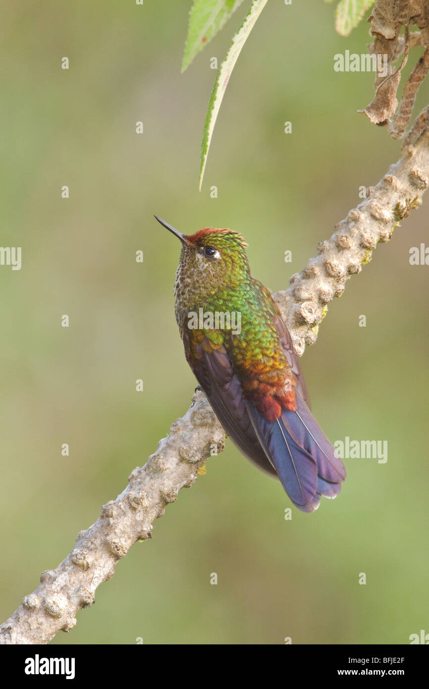 Rainbow hummingbird hi-res stock photography and images - Alamy