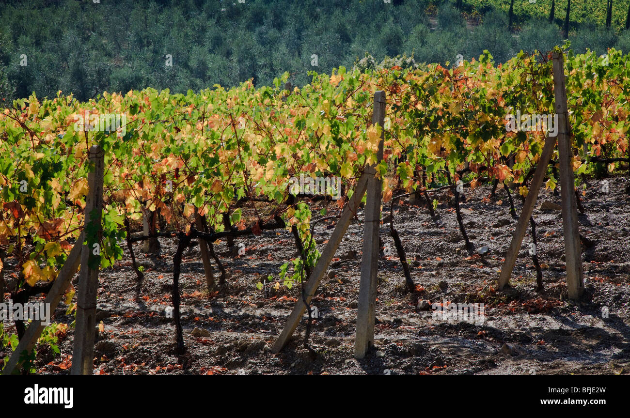 Montalcino italy vineyard hi-res stock photography and images - Alamy
