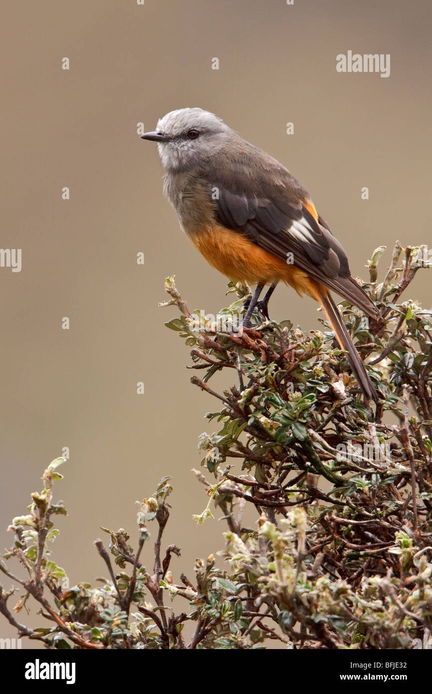 Red rumped bush tyrant hi-res stock photography and images - Alamy