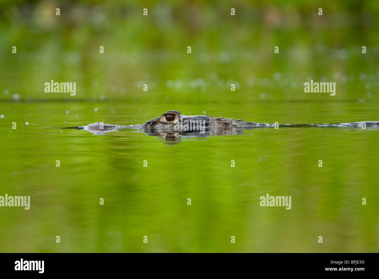 Black caiman hi-res stock photography and images - Alamy