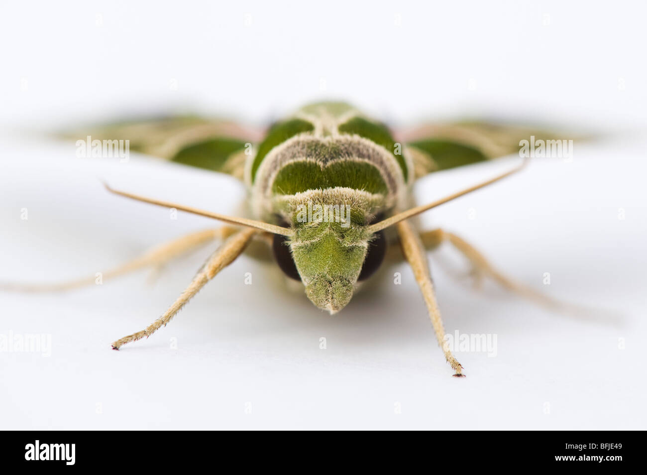 Daphnis nerii. Oleander Hawk moth on white background Stock Photo - Alamy