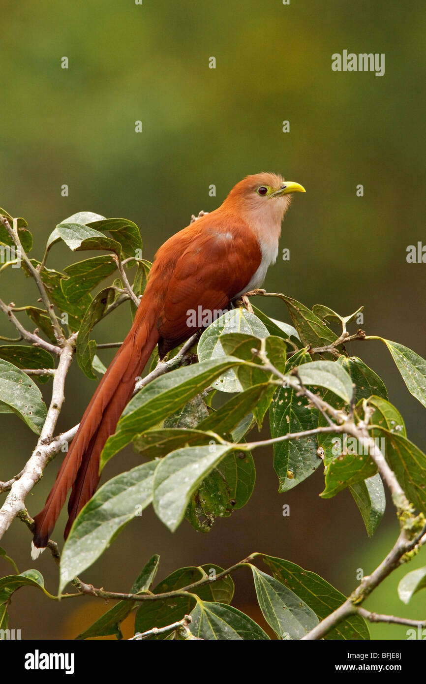 Squirrel Cuckoo (Piaya cayana) perched on a branch in the Tandayapa ...