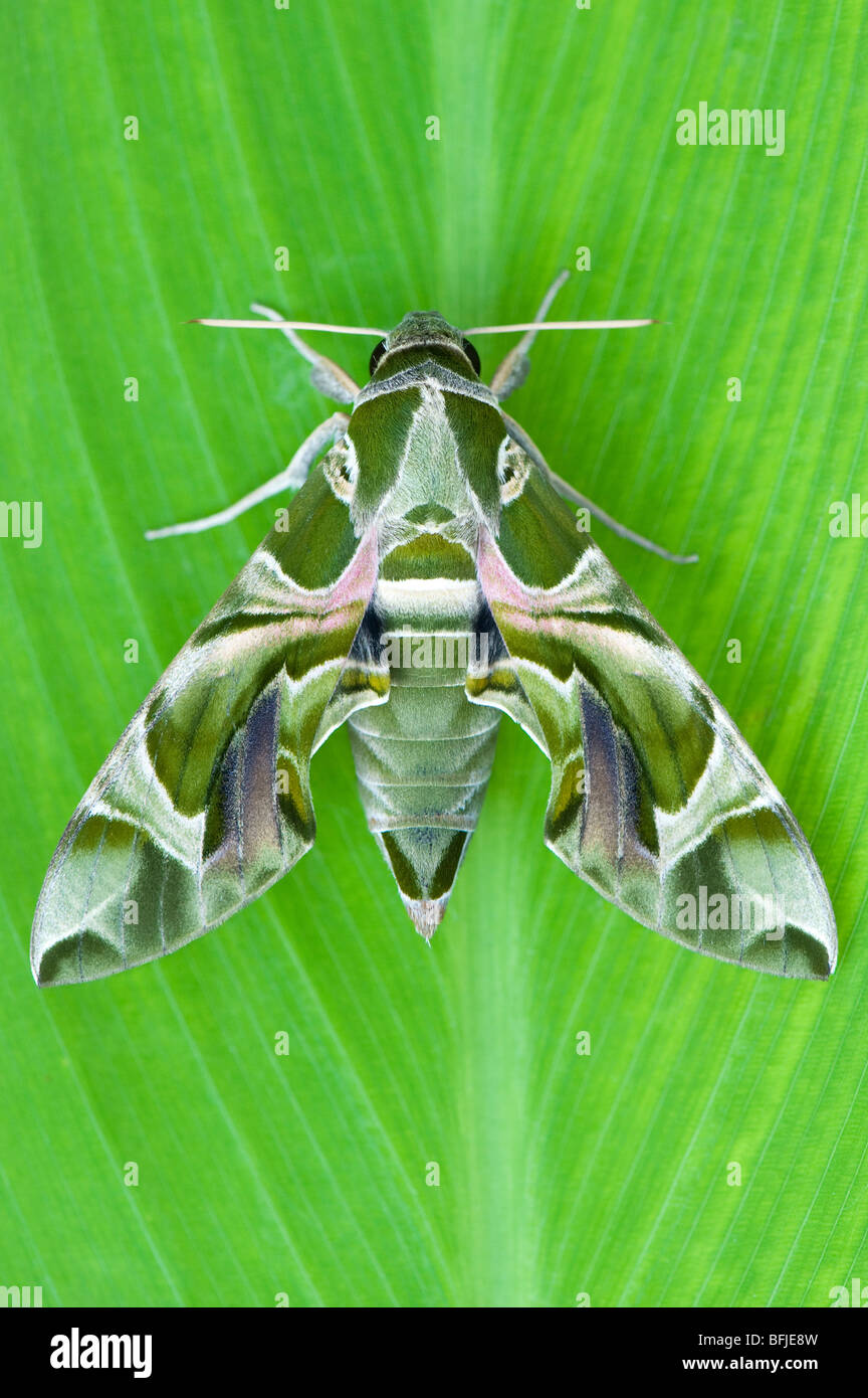 Daphnis nerii. Oleander Hawk moth Stock Photo - Alamy