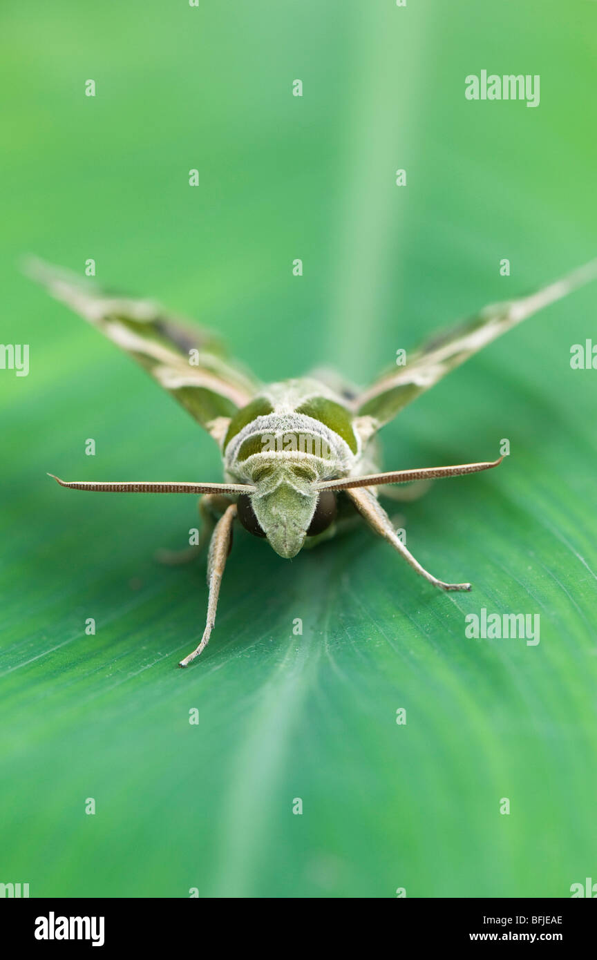 Colourful Moth Stock Photos & Colourful Moth Stock Images - Alamy