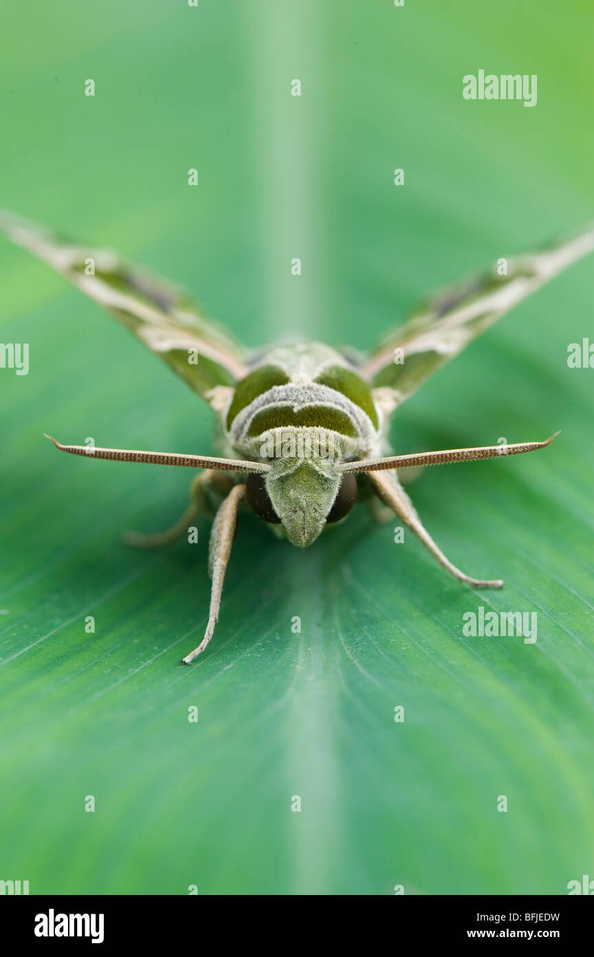 Moth hi-res stock photography and images - Alamy