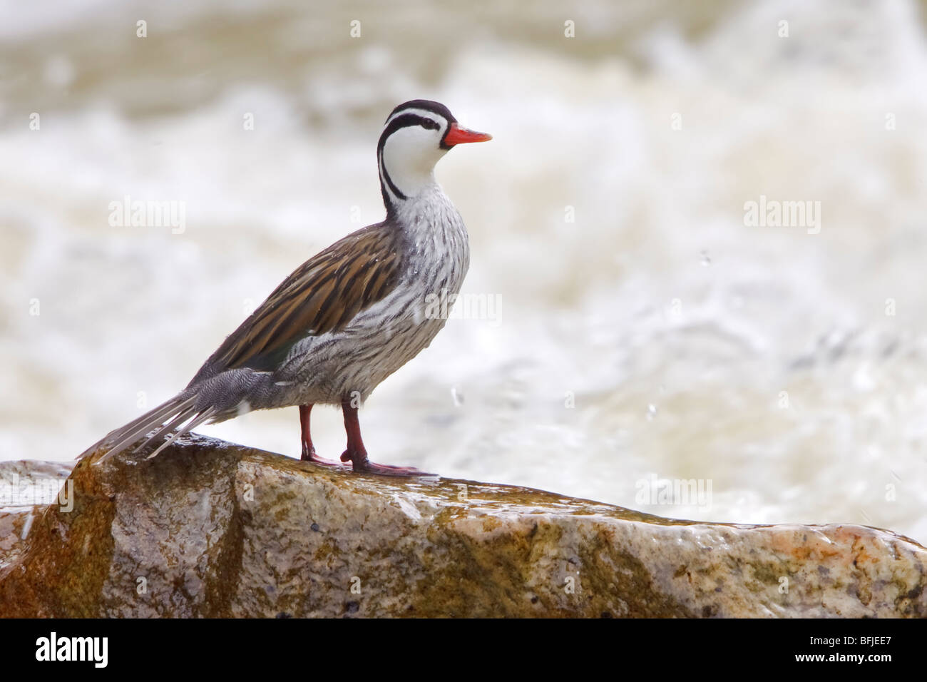 Torrent Duck (Merganetta armata) perched on a rock alongside a rushing ...