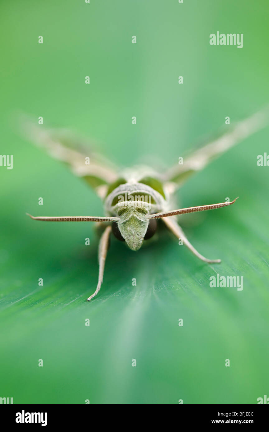 Large hawk moths hi-res stock photography and images - Alamy