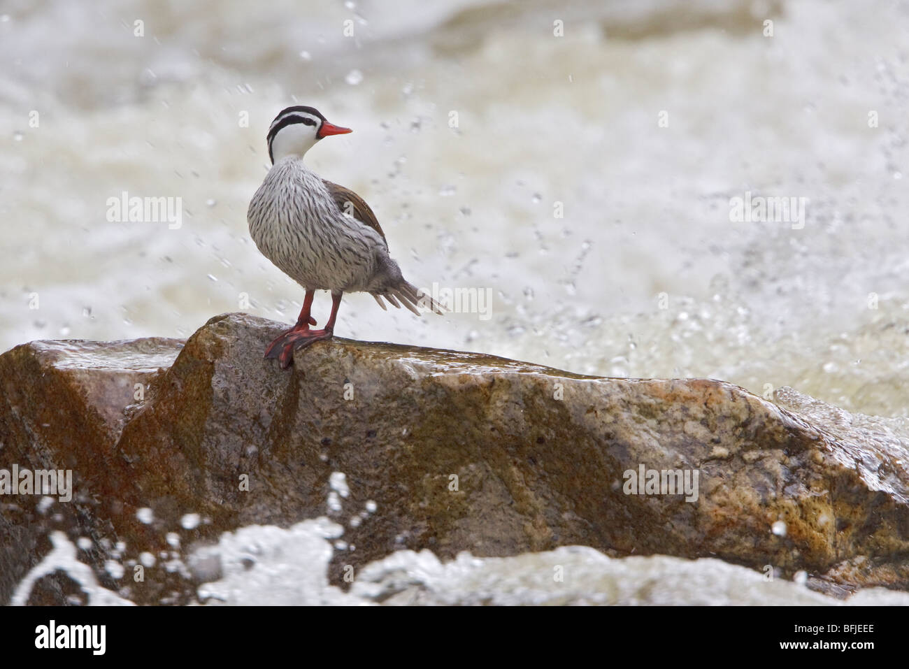 Torrent Duck (Merganetta armata) perched on a rock alongside a rushing ...
