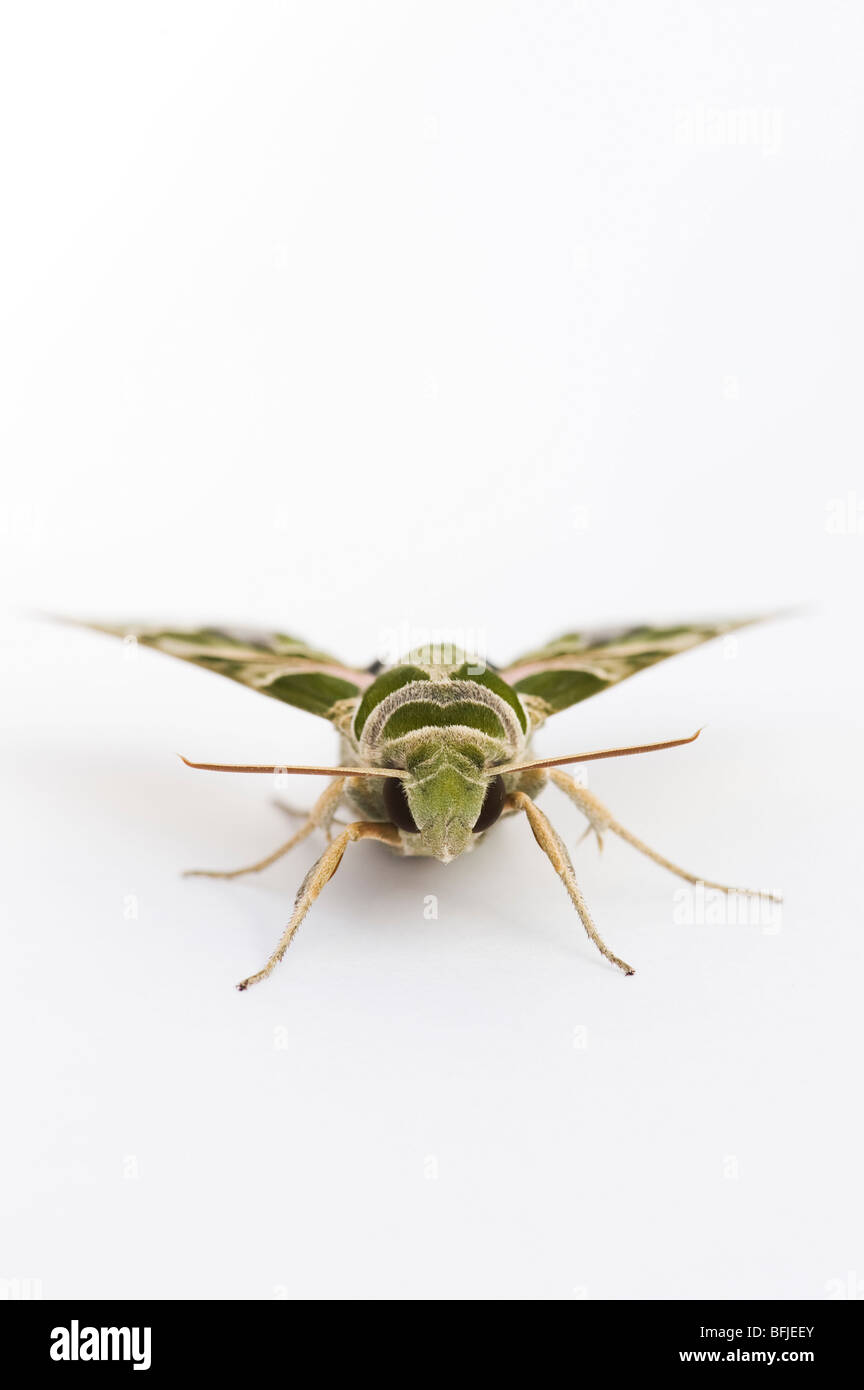 Colourful Moth Stock Photos & Colourful Moth Stock Images - Alamy