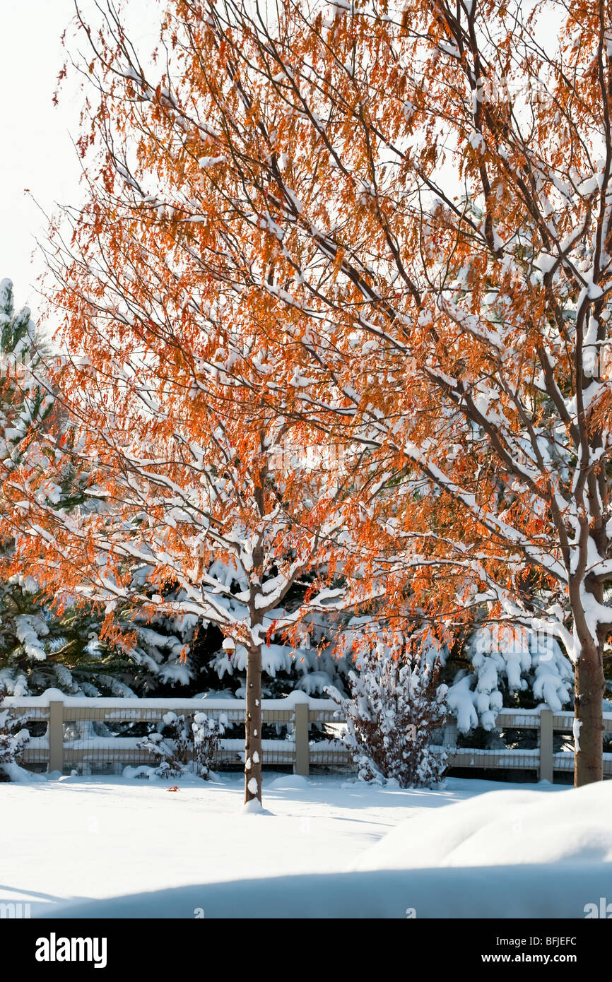 New snow on neighborhood trees with autumn colors Stock Photo - Alamy