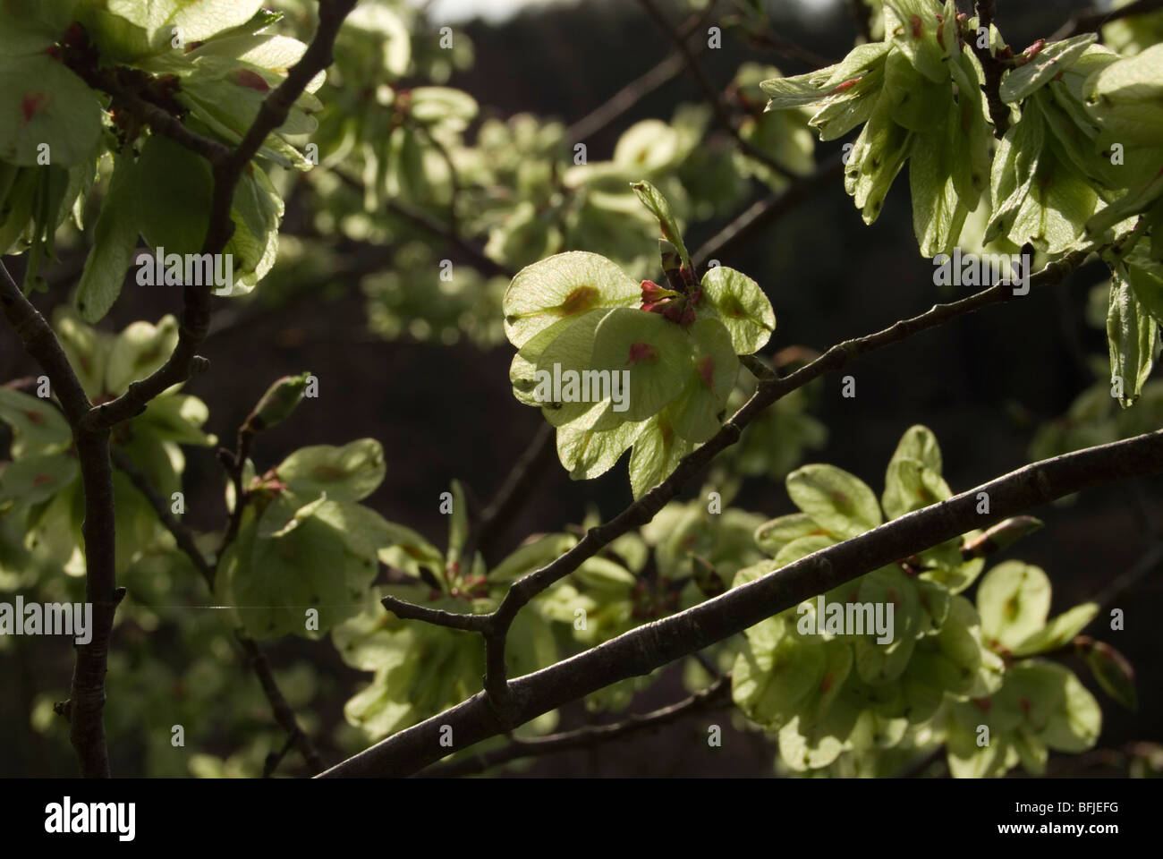 Wych elm seeds, Ulmus glabra Stock Photo - Alamy