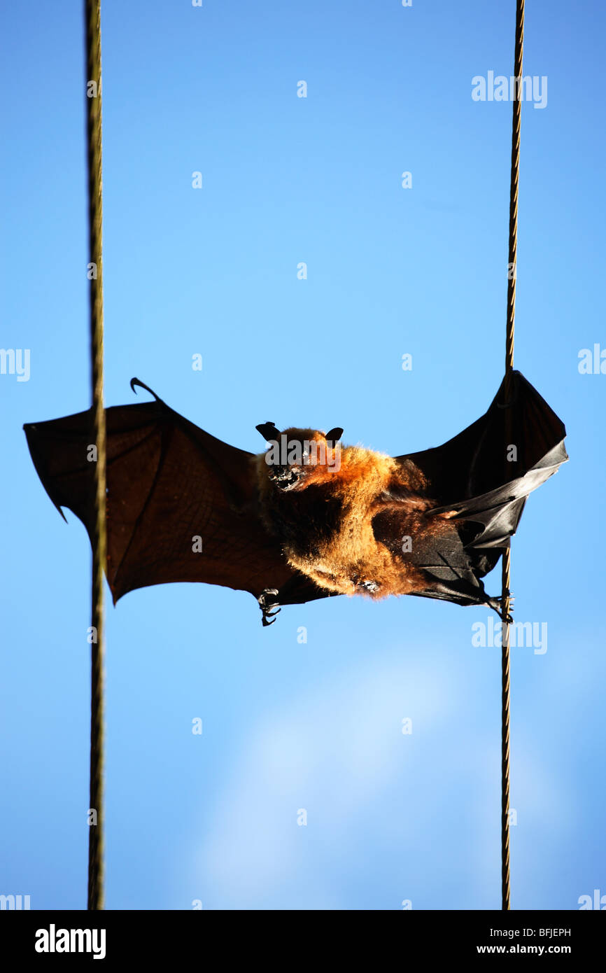 Dead bat hi-res stock photography and images - Alamy