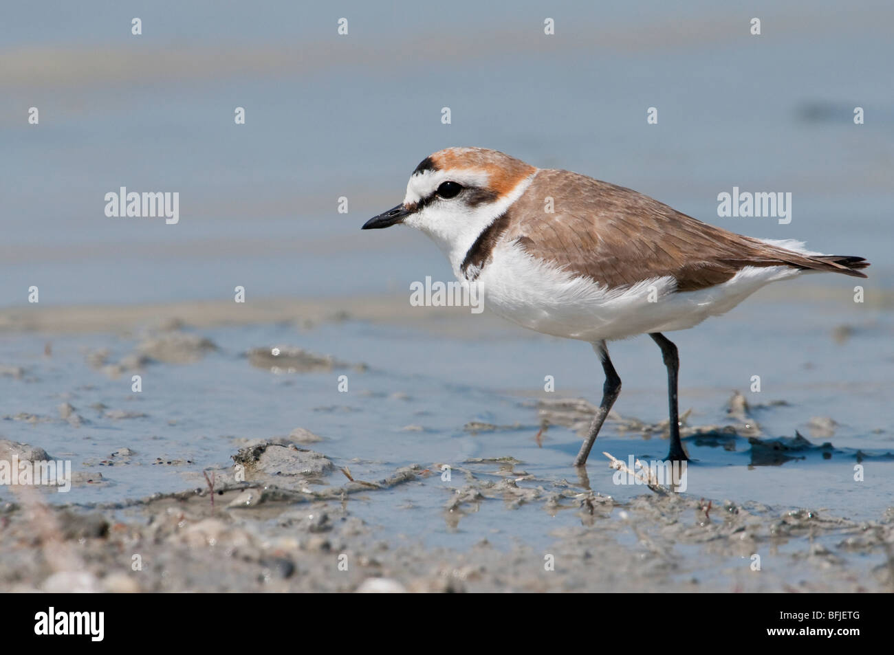 Seeregenpfeifer (Charadrius alexandrinus) - Kentish Plover Stock Photo ...