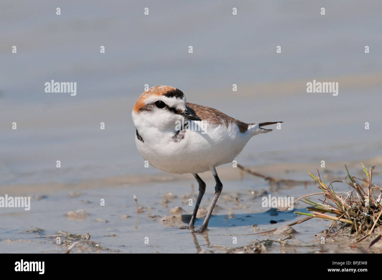 Seeregenpfeifer (Charadrius alexandrinus) - Kentish Plover Stock Photo ...