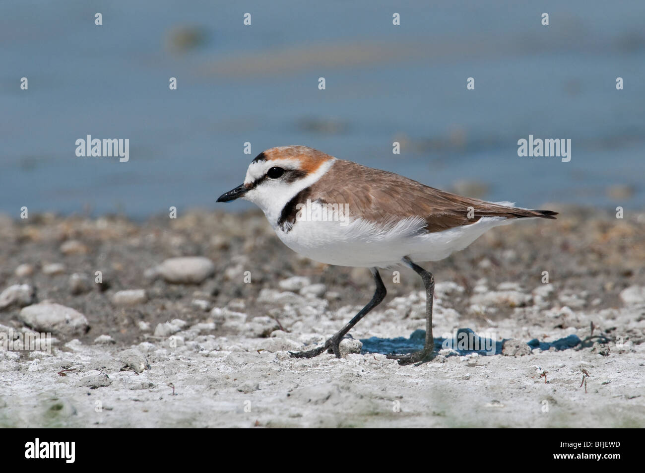 Seeregenpfeifer (Charadrius alexandrinus) - Kentish Plover Stock Photo ...
