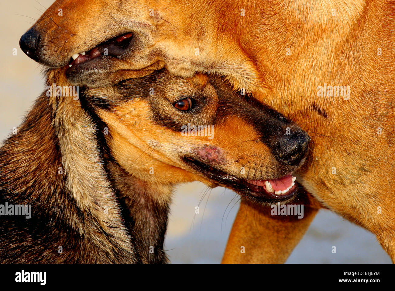 2 dogs fighting hi-res stock photography and images - Alamy