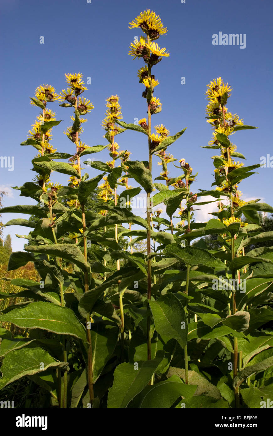 Inula Racemosa High Resolution Stock Photography and Images - Alamy