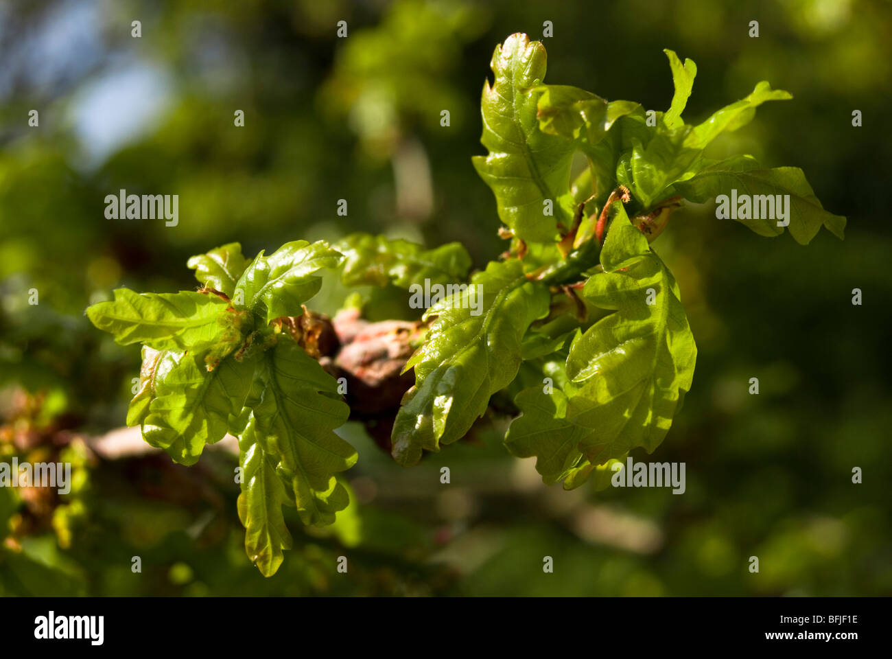 Young English oak leaves, Quercus robur Stock Photo - Alamy
