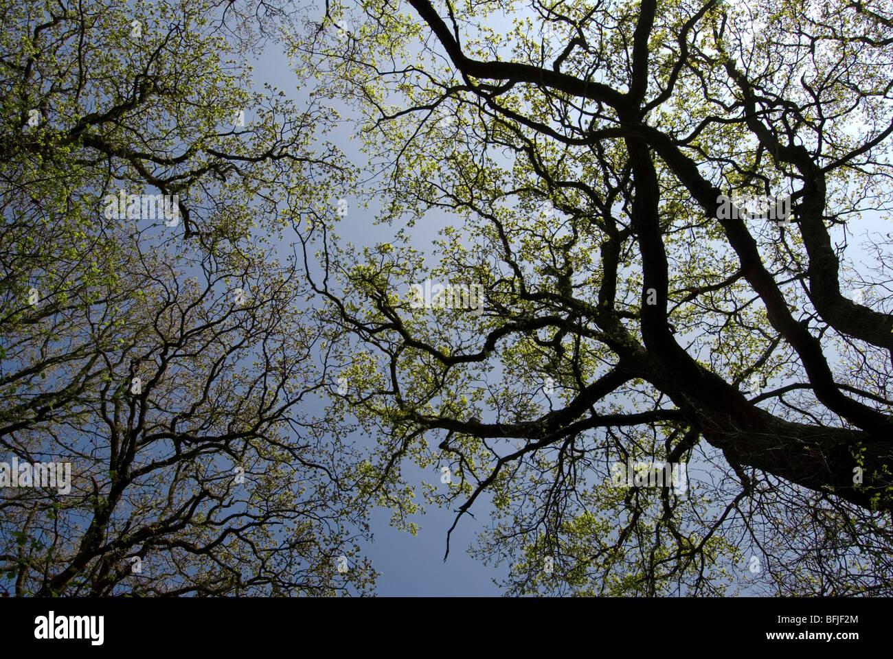 English oak trees hi-res stock photography and images - Alamy