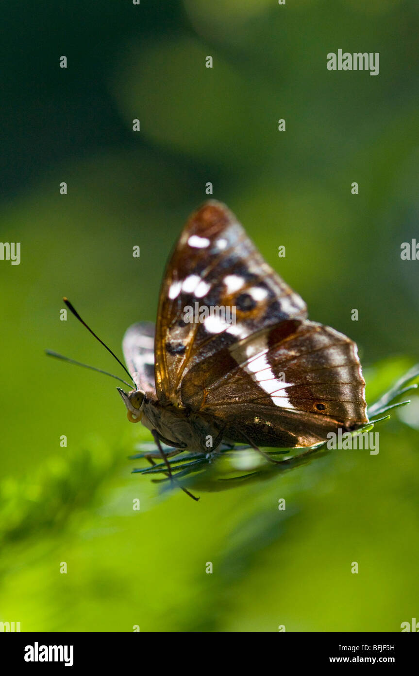 Purple emperor butterfly Stock Photo - Alamy