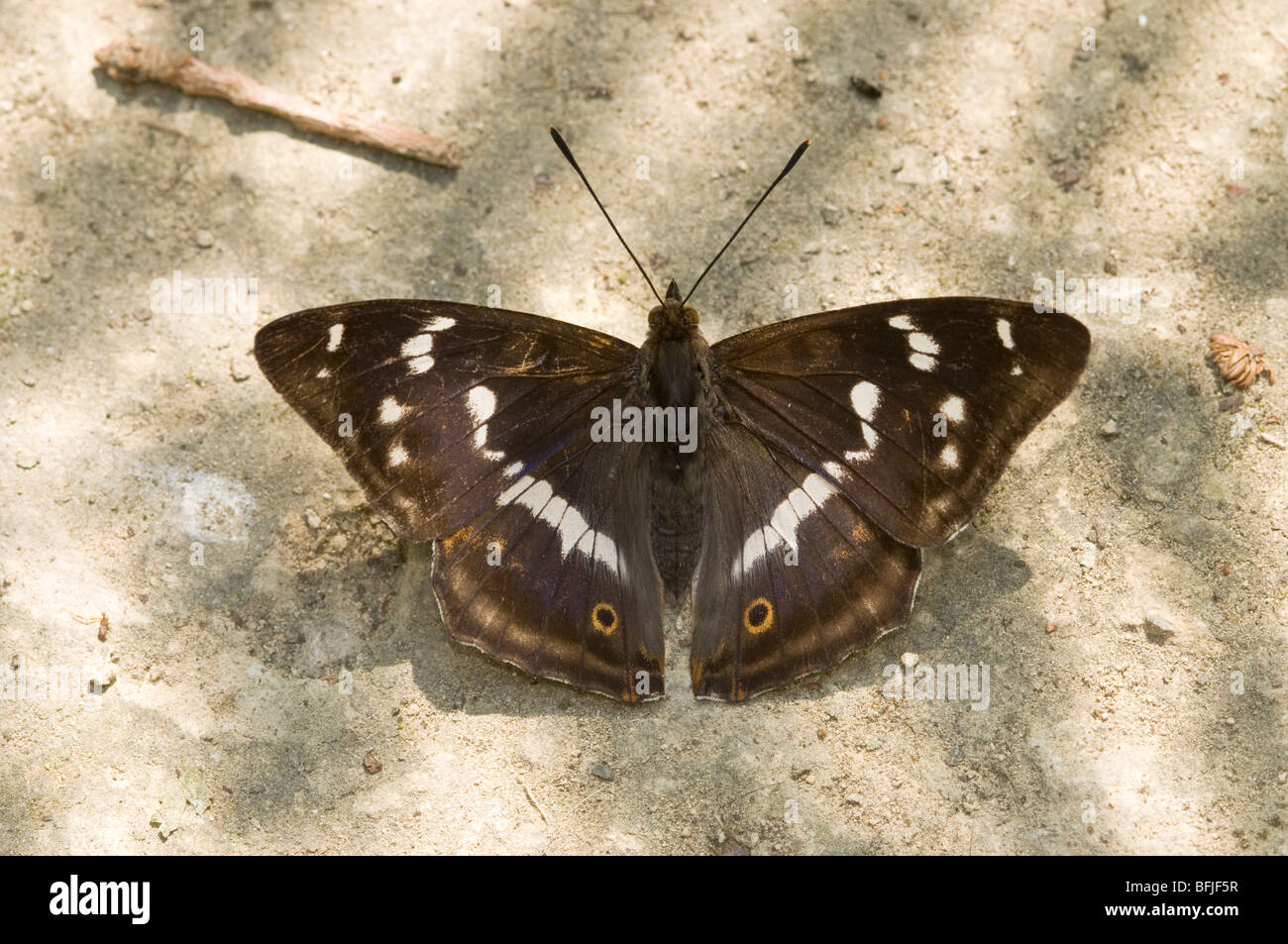Purple emperor butterfly Stock Photo - Alamy