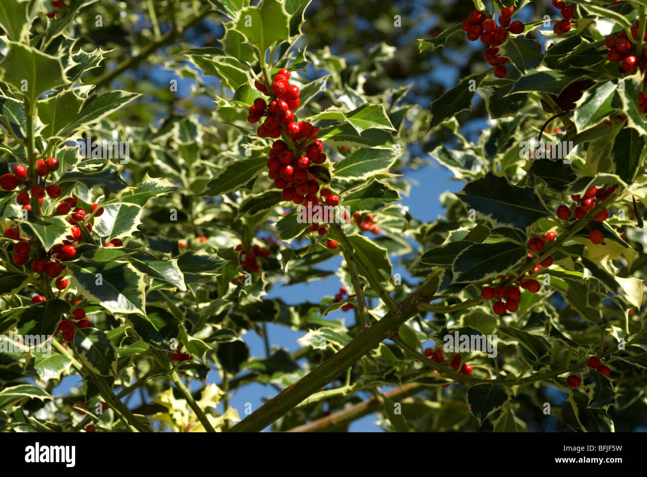 Variegated holly ilex aquifolium hi-res stock photography and images ...