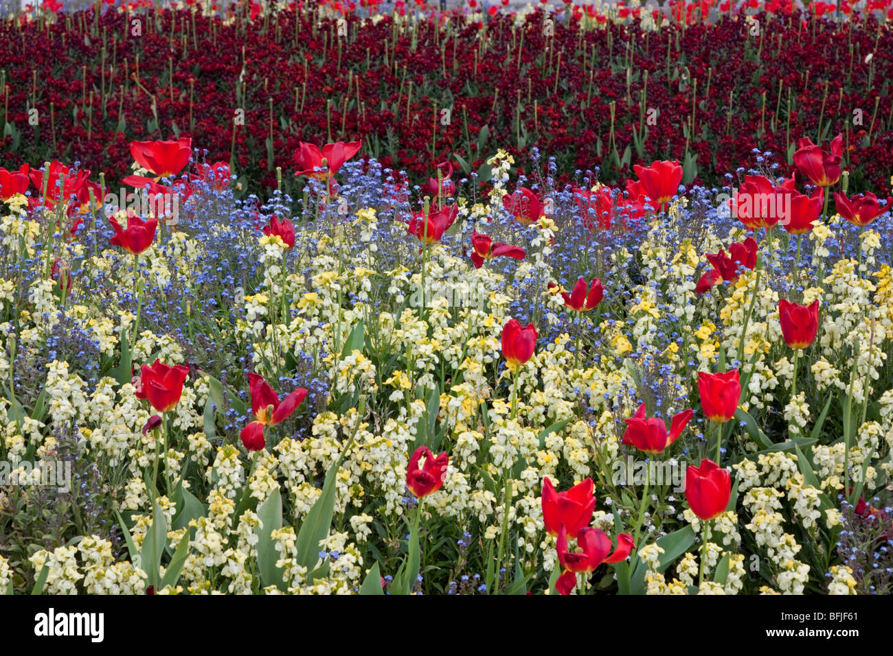 Mixed border plant hi-res stock photography and images - Alamy
