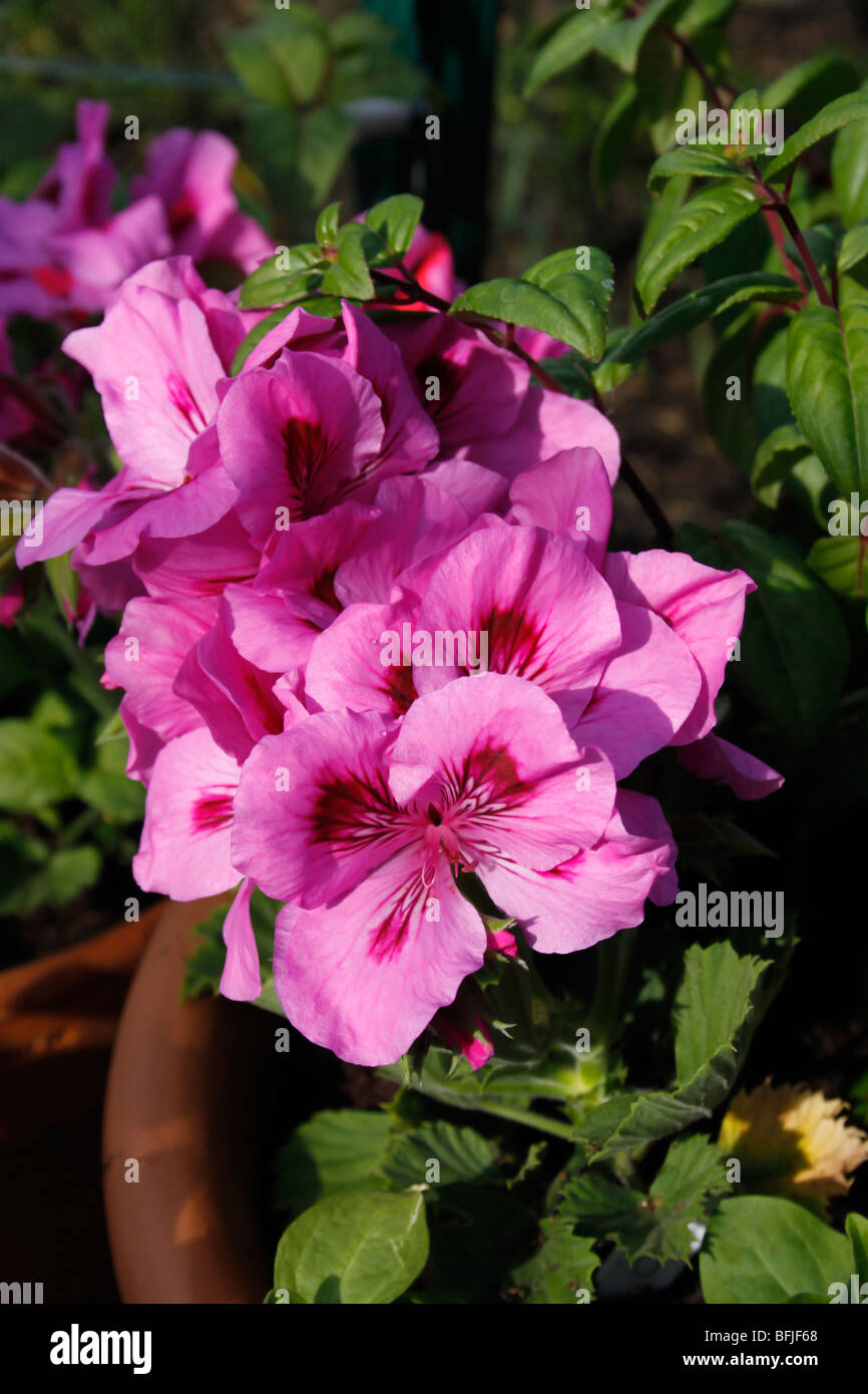 REGAL PELARGONIUM IN FLOWER CLOSE UP Stock Photo - Alamy