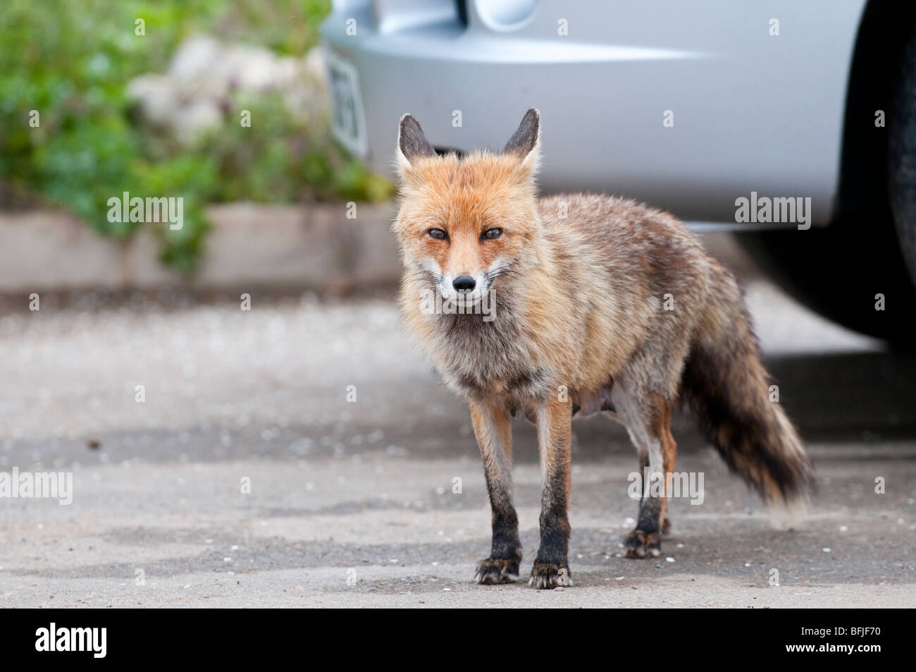 Rotfuchs (Vulpes vulpes) - red fox Stock Photo - Alamy