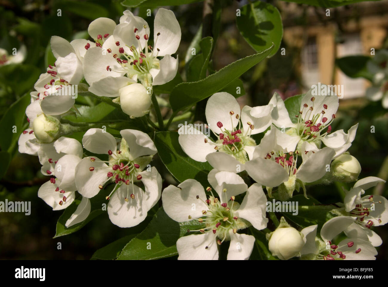 Pera pyrus communis hi-res stock photography and images - Alamy
