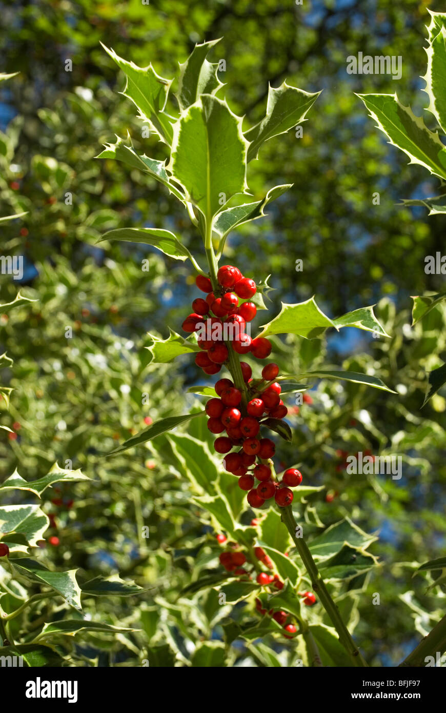 Variegated holly ilex aquifolium hi-res stock photography and images ...