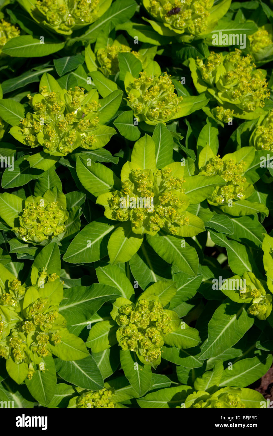 Euphorbia hyberna, Irish Spurge Stock Photo - Alamy