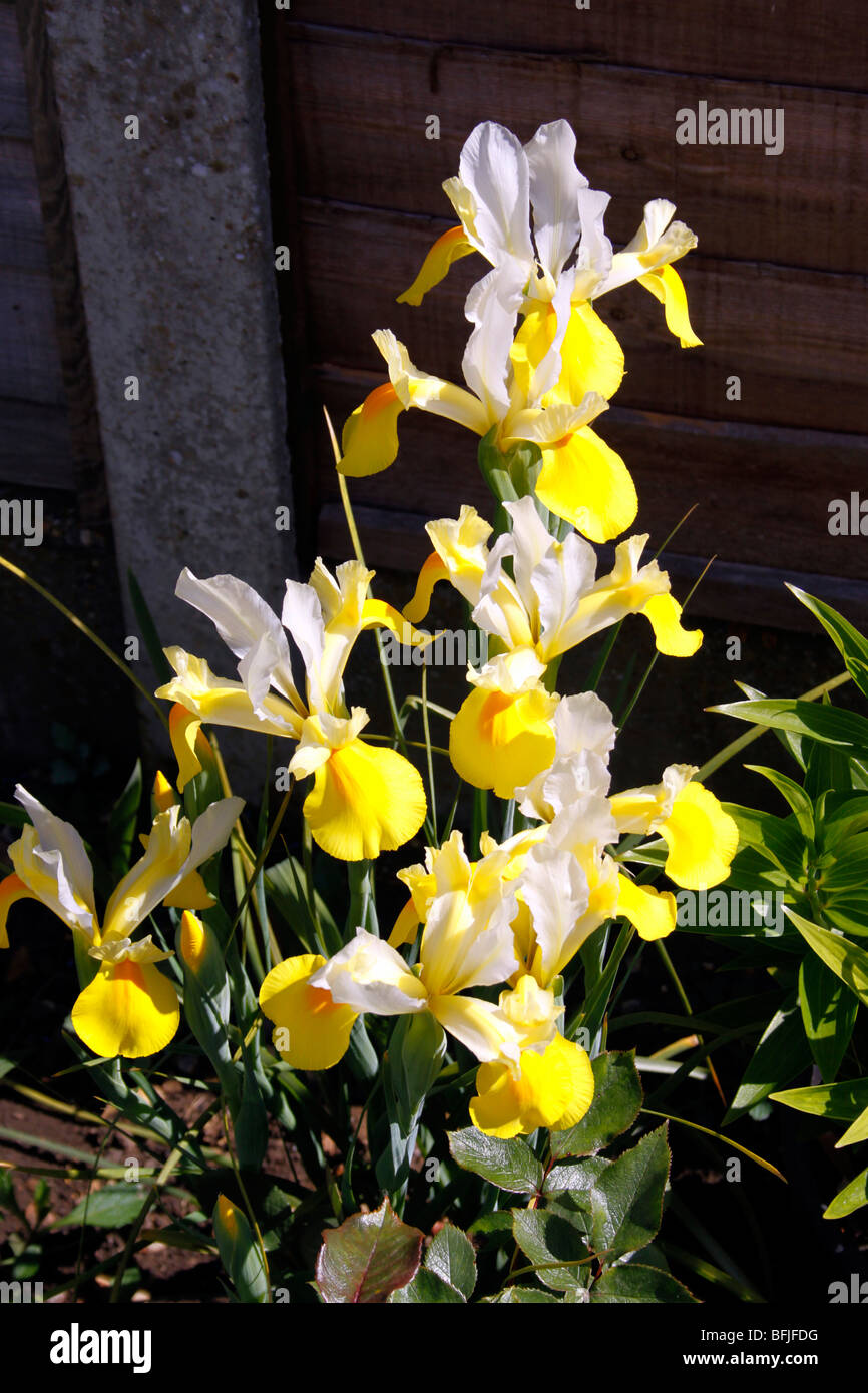 DUTCH IRIS APOLLO. YELLOW AND WHITE BEARDLESS IRIS Stock Photo - Alamy