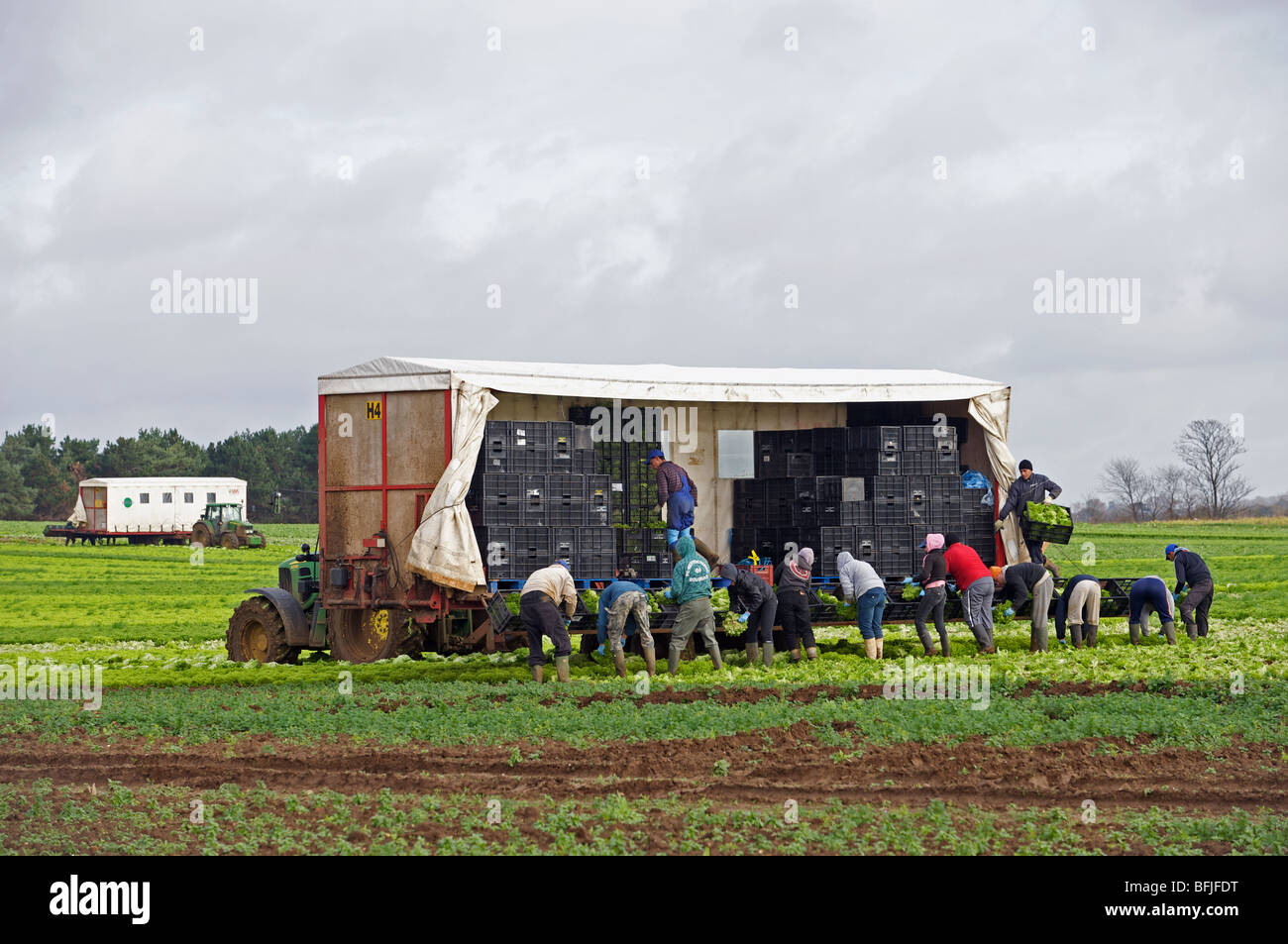 Migrant workers from Eastern Europe harvesting lettuces Stock Photo - Alamy