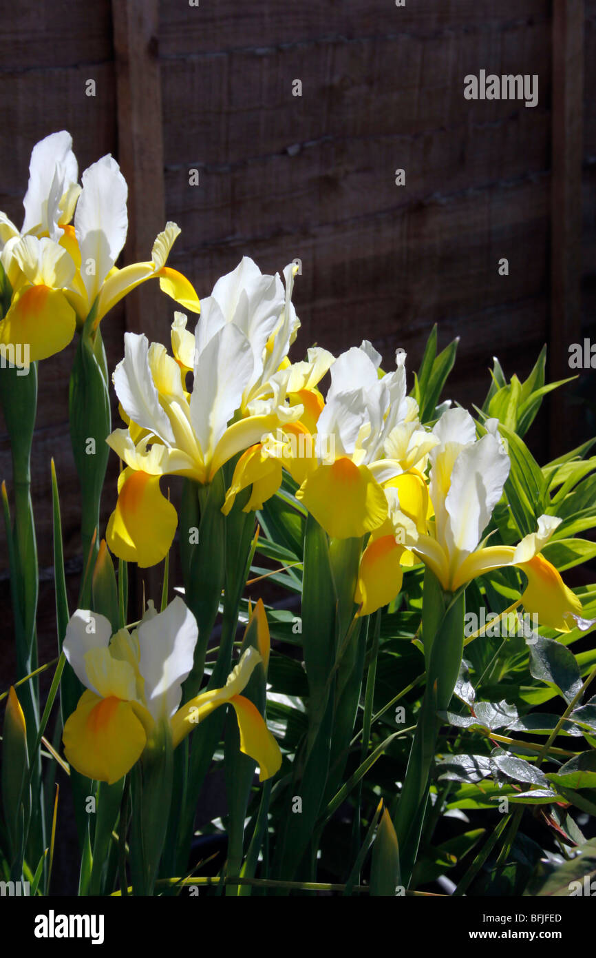 Beardless Iris High Resolution Stock Photography and Images - Alamy