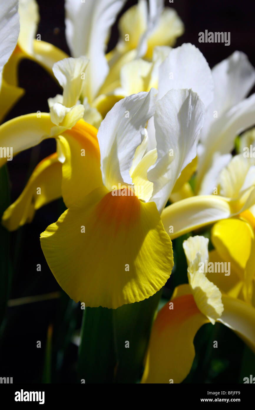 DUTCH IRIS APOLLO. YELLOW AND WHITE BEARDLESS IRIS Stock Photo - Alamy