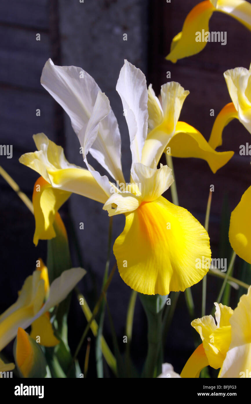 DUTCH IRIS APOLLO. YELLOW AND WHITE BEARDLESS IRIS Stock Photo - Alamy