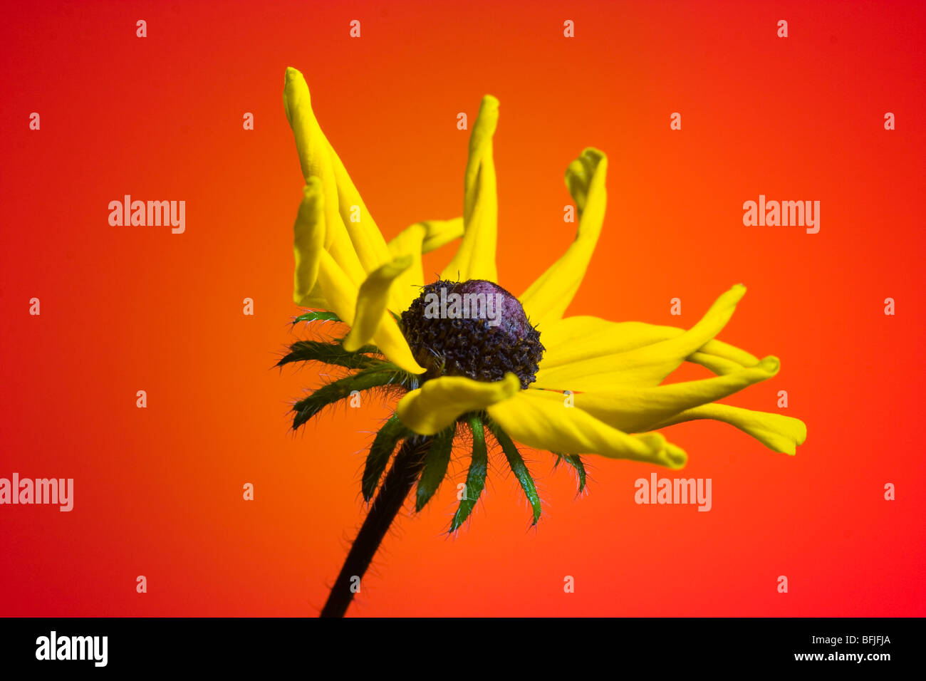 yellow flower (Rudbeckia) on a red background Stock Photo - Alamy